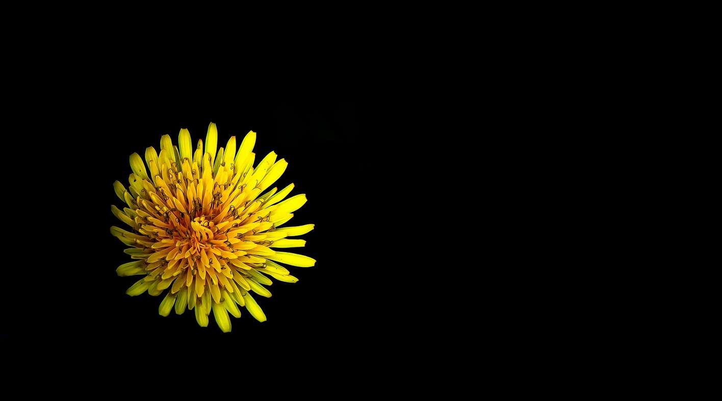 Pure Functions In Javascript A Beginner S Guide